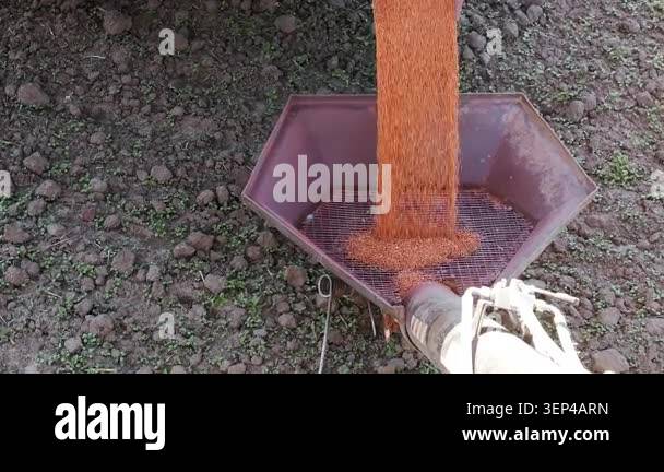 Grain seeds being loaded into agricultural seeder hopper before ...