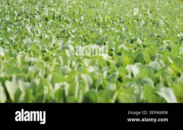 Healthy cabbage plants growing in agricultural field. Vegetable crop ...