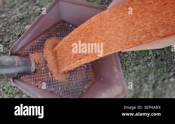 Top view of treated wheat seed flowing into agricultural seeding ...