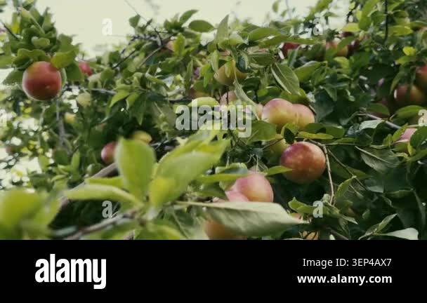 Fruit Peach Tree in a Sunny Day Stock Video Footage - Alamy