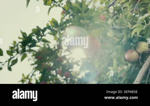 Fruit Peach Tree in a Sunny Day Stock Video Footage - Alamy