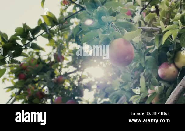 Fruit Peach Tree in a Sunny Day Stock Video Footage - Alamy