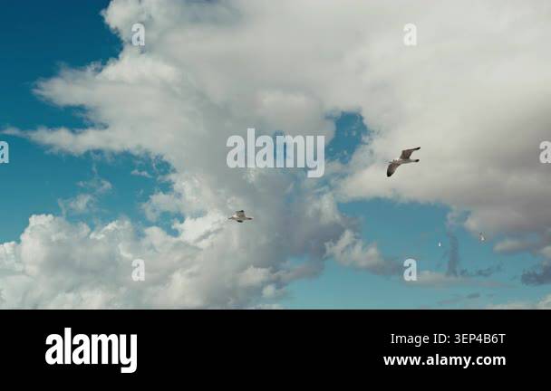 Seagulls glide freely through a soft, lightly cloudy sky, creating a ...