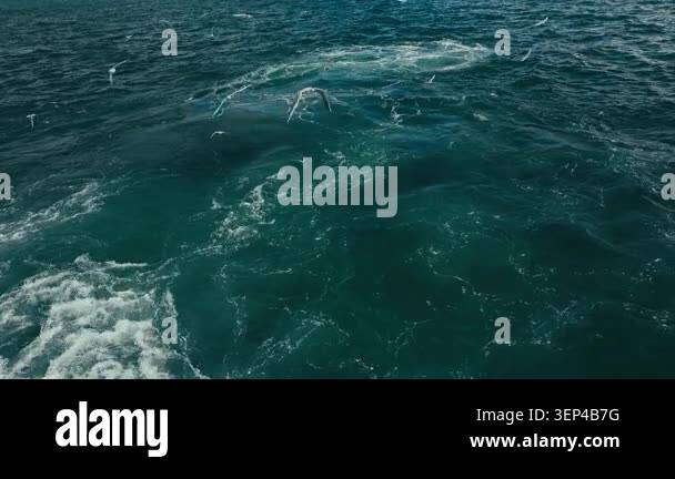 Seagulls fly and follow a moving ferry over the sea in Izmir, Turkiye ...