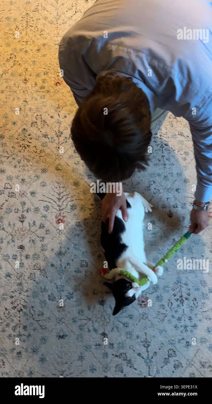 Man playing with a cat after work Stock Video Footage - Alamy