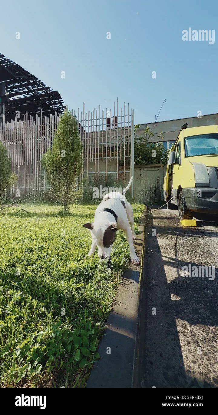 Dog Is Playing With Water On Green Lawn Of Parked Camper Stock Video ...