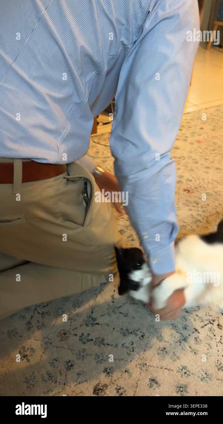Man playing with a cat after work at home Stock Video Footage - Alamy