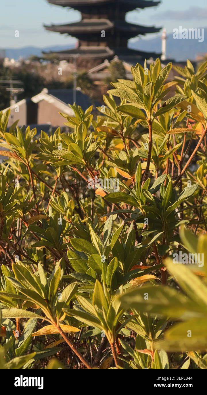 view to Yasaka Pagoda behind evergreen bush Stock Video Footage - Alamy