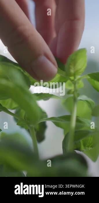 Hand picks fresh basil leaves from green herb plant in closeup. Concept ...