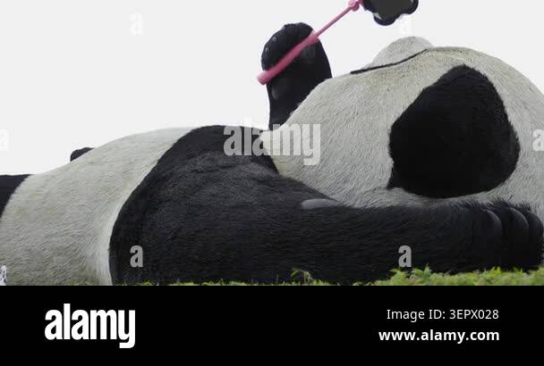 A giant panda lies on its back, holding smartphone on a selfie stick ...