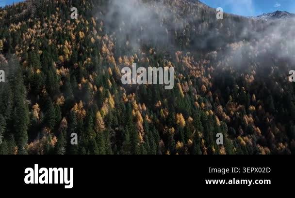 Aerial drone footage flying over a dense forest on a mountainside with ...