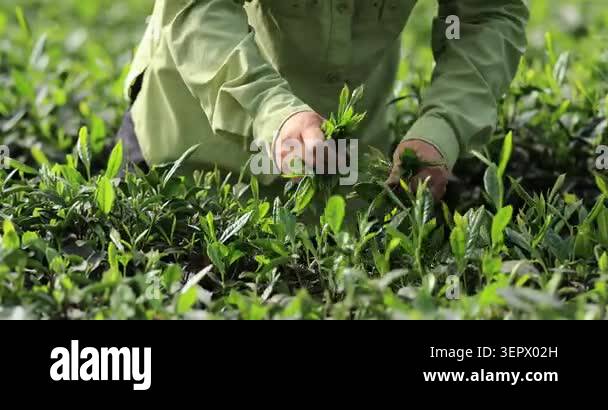 Close-up of a person's hands picking tea leaves from a plantation. The ...