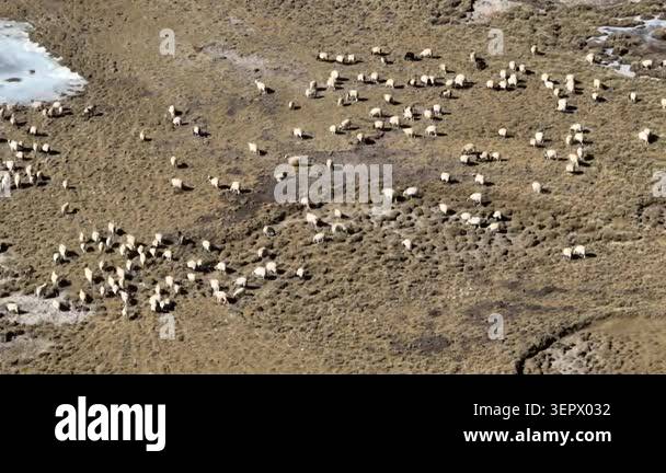 Aerial view of a large flock of sheep grazing on a dry, grassy hillside ...