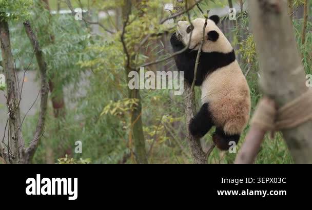 A giant panda is climbing up a tree trunk, gripping the bark with its ...