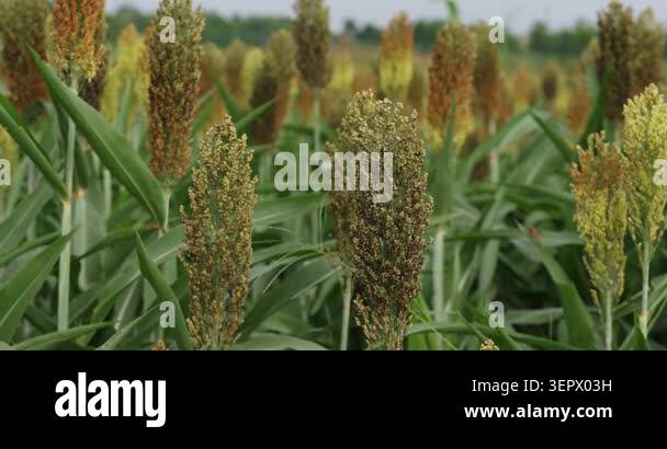 Close-up view of a sorghum field with stalks swaying gently in the ...