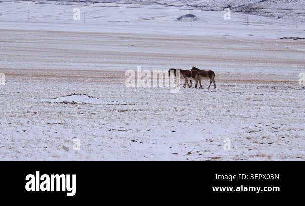 Two wild horses walking across a snow-covered plain with mountains in ...
