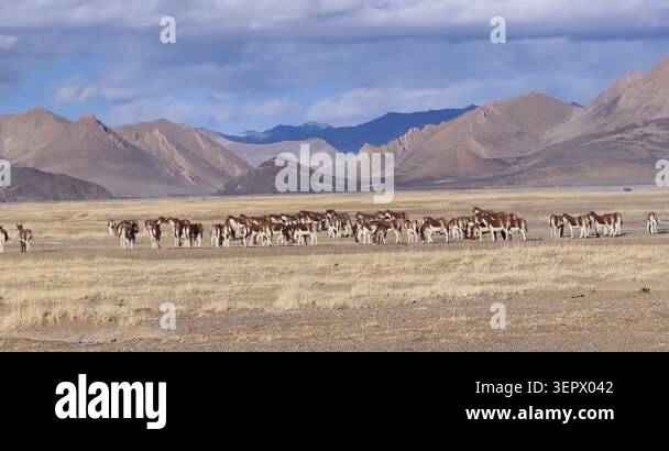 A herd of wild asses grazes in a dry, grassy plain with mountains in ...