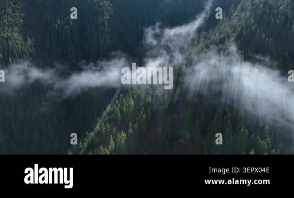 Aerial drone footage flying over a dense evergreen forest with wisps of ...