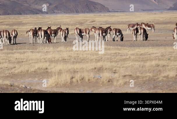 A herd of wild asses grazes peacefully in a vast, dry grassland with ...