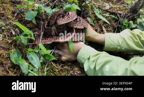 Close-up of hands gently harvesting a cluster of brown mushrooms ...