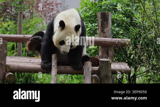A giant panda sits on a wooden platform, eating and scratching its back ...