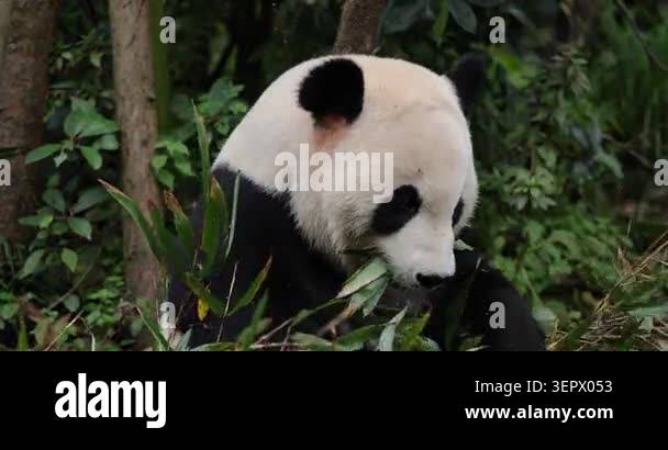 A giant panda is eating bamboo leaves in a lush green forest. The ...