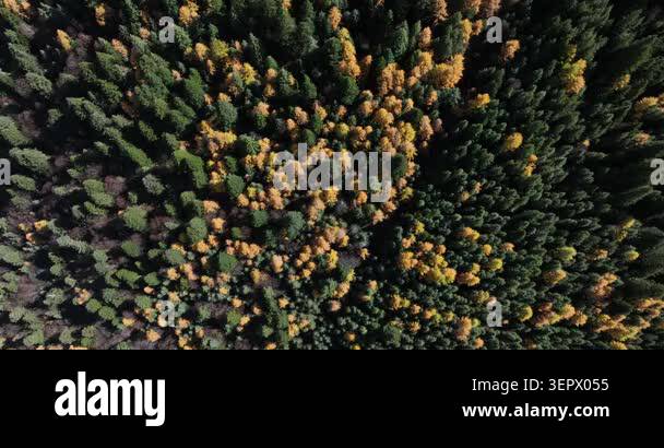 Aerial drone footage flying over a dense forest with a mix of green ...