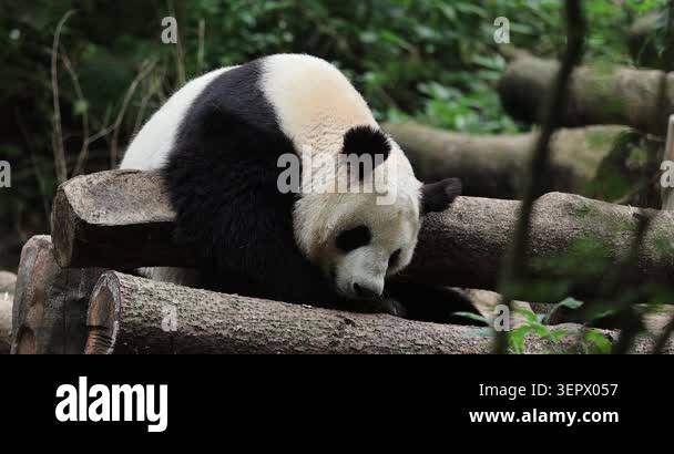 A giant panda rests on a log in a forest setting, with lush green ...