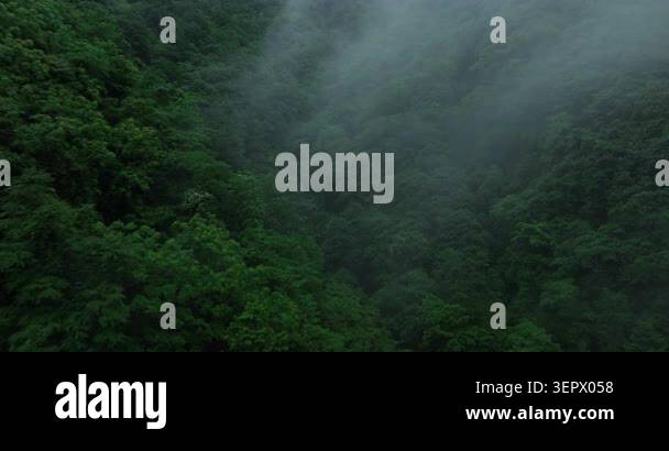 Aerial drone footage flying over a dense, misty forest canopy with lush ...