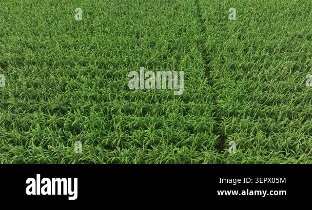 Aerial drone footage flying over a vast green field of crops, showing ...