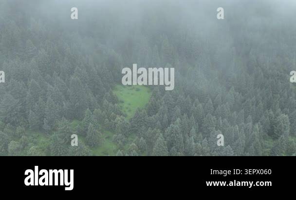 Aerial view of a dense forest with a small clearing of green grass ...