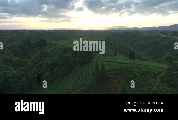 Aerial drone footage flying over lush green tea plantations on rolling ...