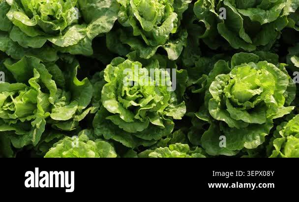 Close-up view of fresh green lettuce growing in a field, showcasing the ...