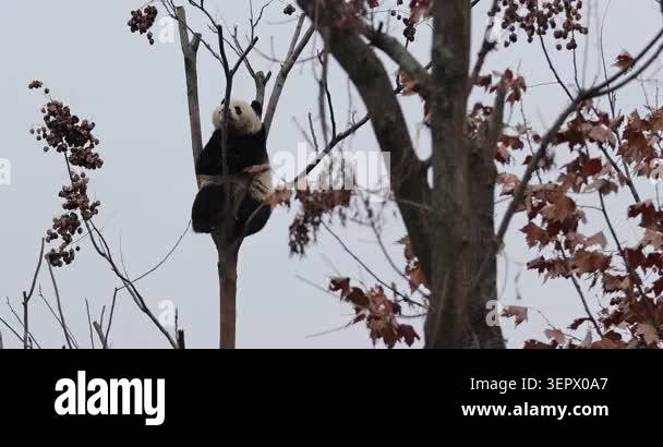 A giant panda sits perched in a tree, looking out against a cloudy sky ...