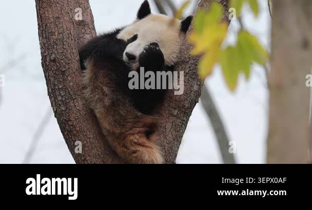 A giant panda is resting comfortably in a tree, curled up and appearing ...