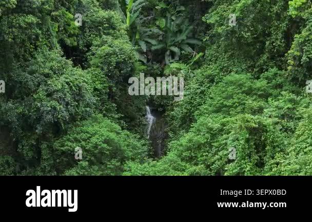 A lush green jungle with a small waterfall cascading down rocks ...