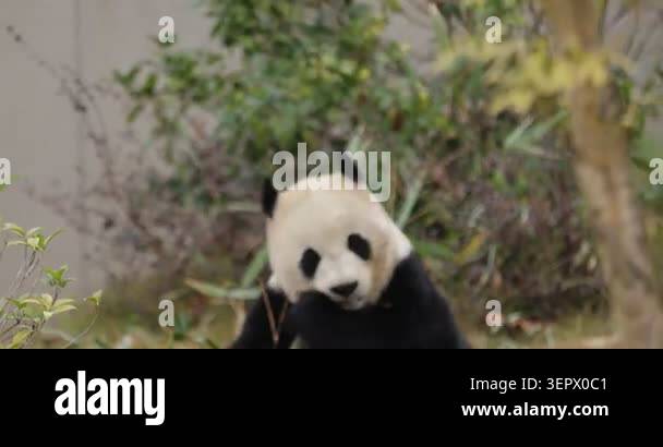 A giant panda sits on the grass and eats bamboo leaves. The panda is ...