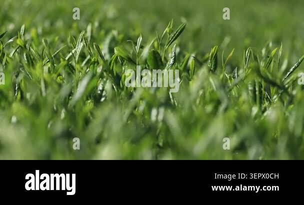 Close-up of lush green tea leaves gently swaying in the breeze, with a ...