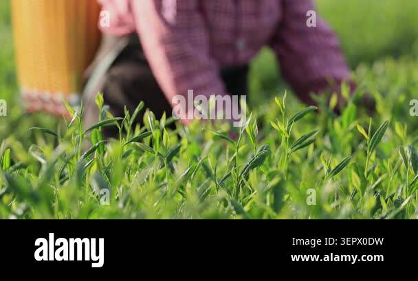 Close-up of a person's hands picking tea leaves in a lush green tea ...