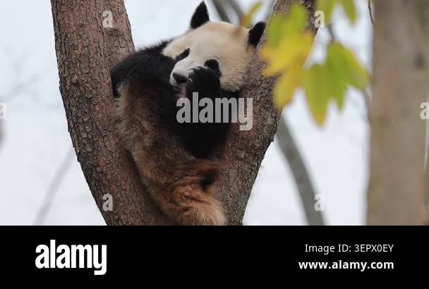 A giant panda is resting and yawning while perched on a tree branch ...