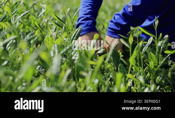Close-up of hands picking tea leaves from a lush green plantation ...