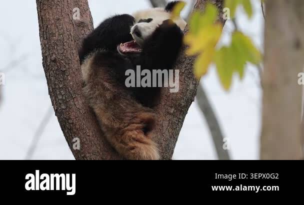 A giant panda yawns widely while resting in a tree, then covers its ...