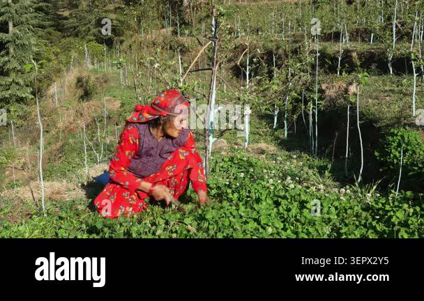 Steady shot of a senior Pahari woman in traditional red attire and a ...