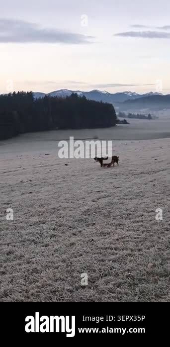 Two brown dogs roam freely across a frost-covered field in a mountain ...