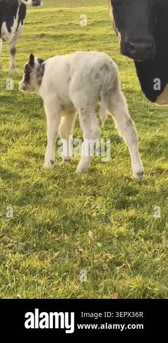 A newborn calf, mostly white with some dark markings, stands in a ...