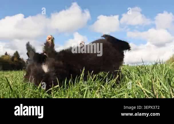 A black cat is playing with a kitten in a grassy field. The kitten is ...
