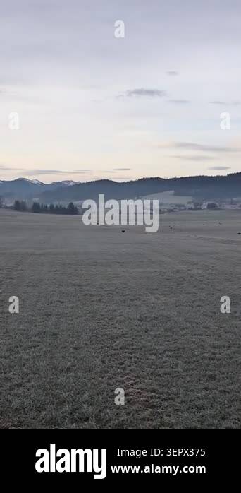 A serene vertical shot of a frosted meadow at dusk with silhouettes of ...