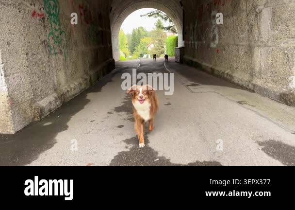 A close-up of a happy dog walking through a concrete tunnel with ...