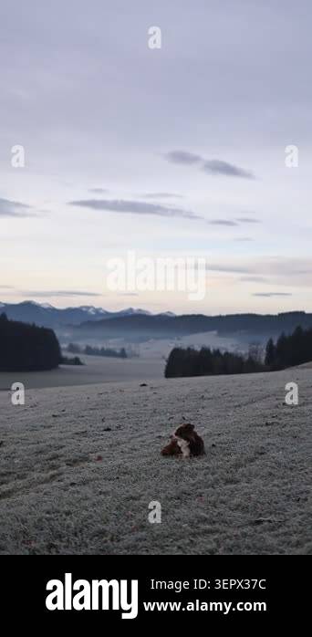 A brown and white dog rests on a frost-covered field during a cold ...