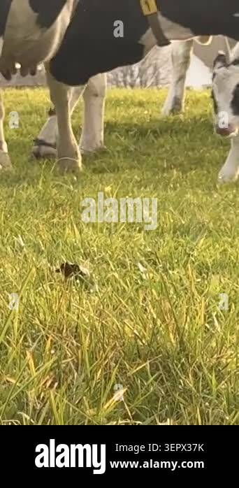 Lovely shot of a young, small black and white calf with spotted fur ...
